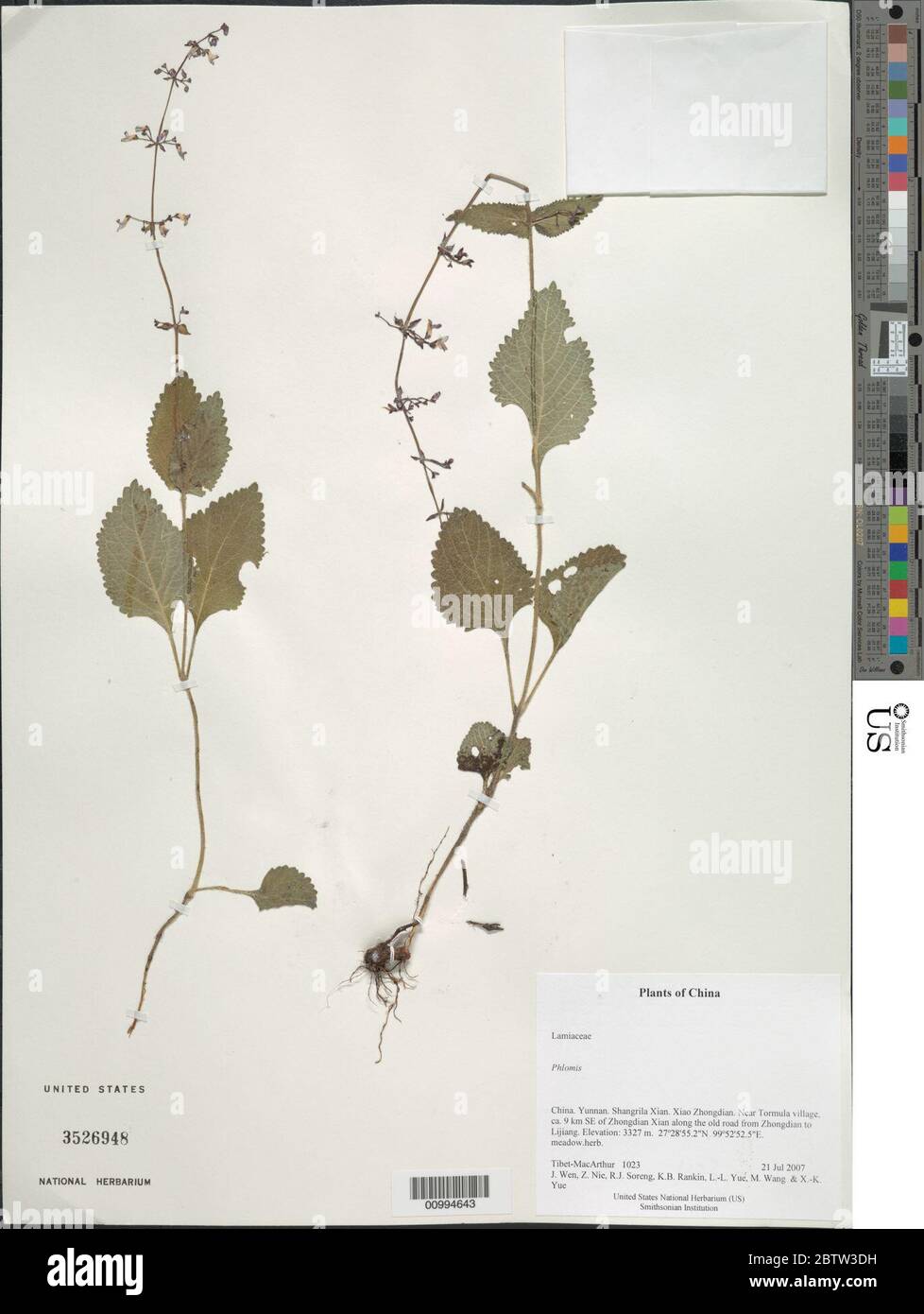 Phlomis sp Banque de photographies et d’images à haute résolution - Alamy