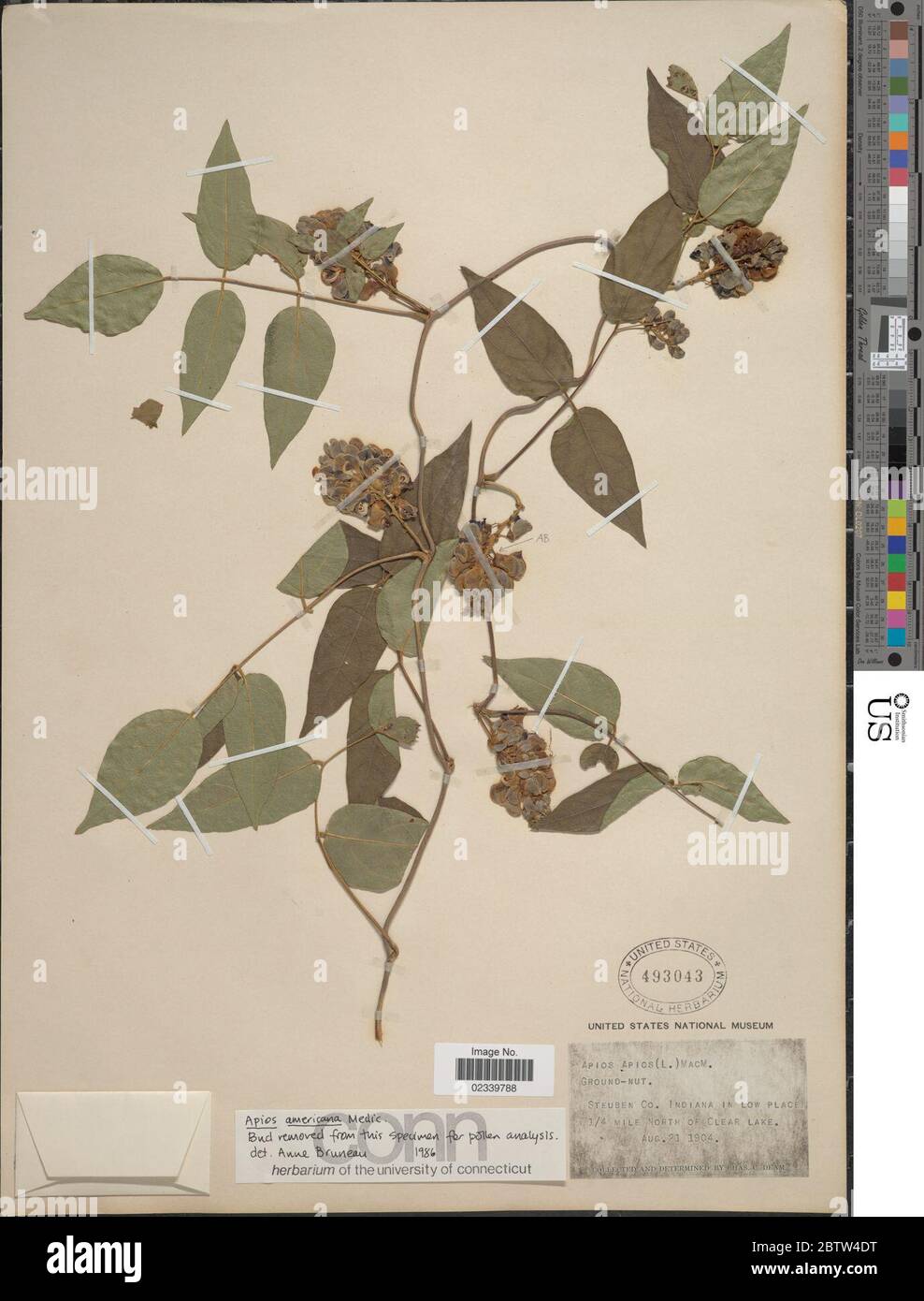 Apios apios Banque de photographies et d’images à haute résolution - Alamy