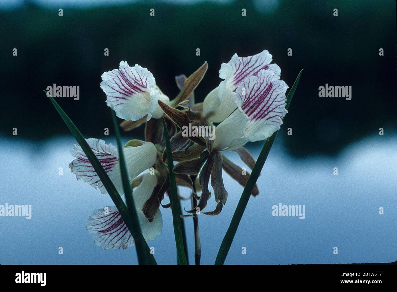 Galeandra devoniana Banque de photographies et d’images à haute ...