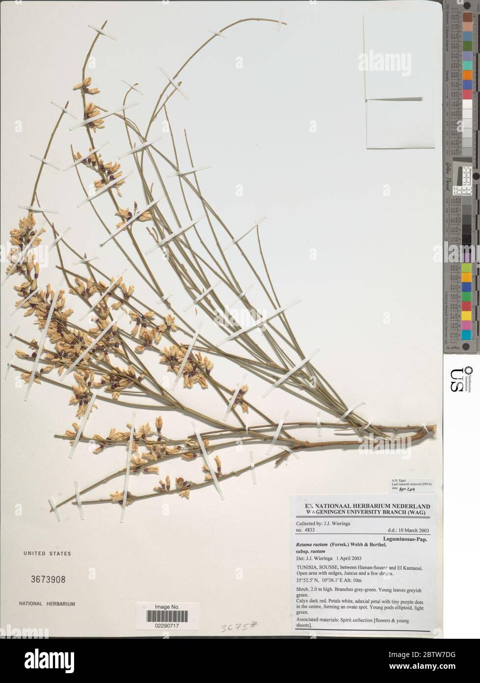 Retama raetam Banque de photographies et d’images à haute résolution ...