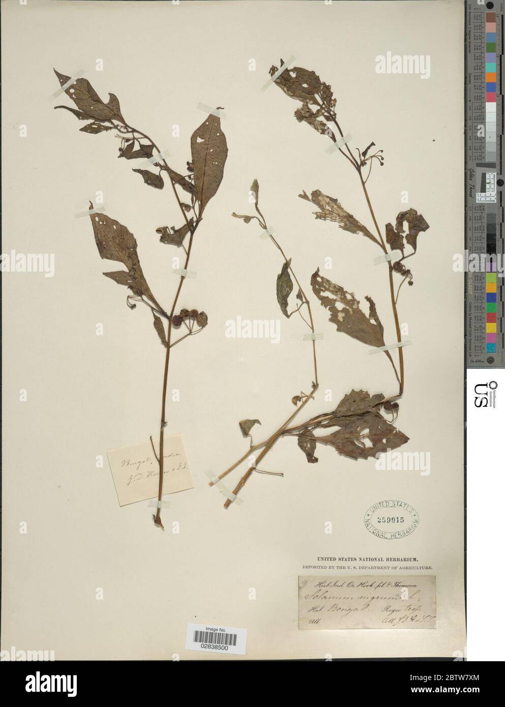 Solanum nigrum l Banque de photographies et d’images à haute résolution ...