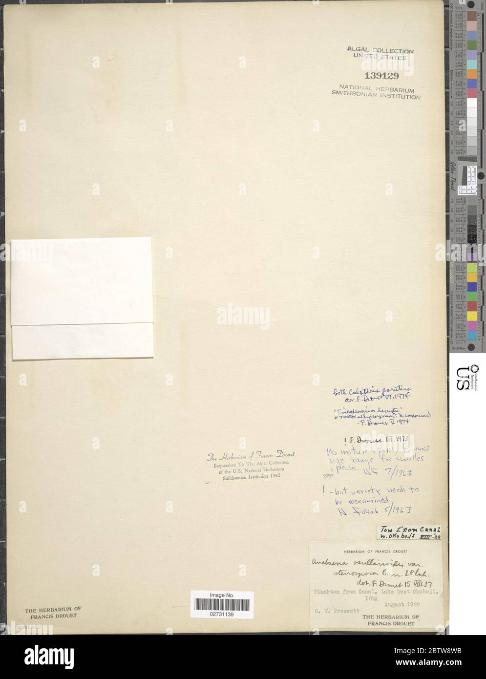 Anabaena sp Banque de photographies et d’images à haute résolution - Alamy