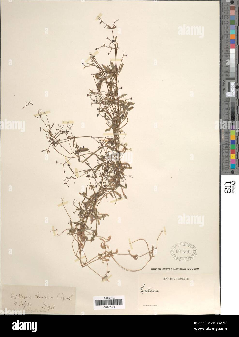 Galium sp Banque de photographies et d’images à haute résolution - Alamy