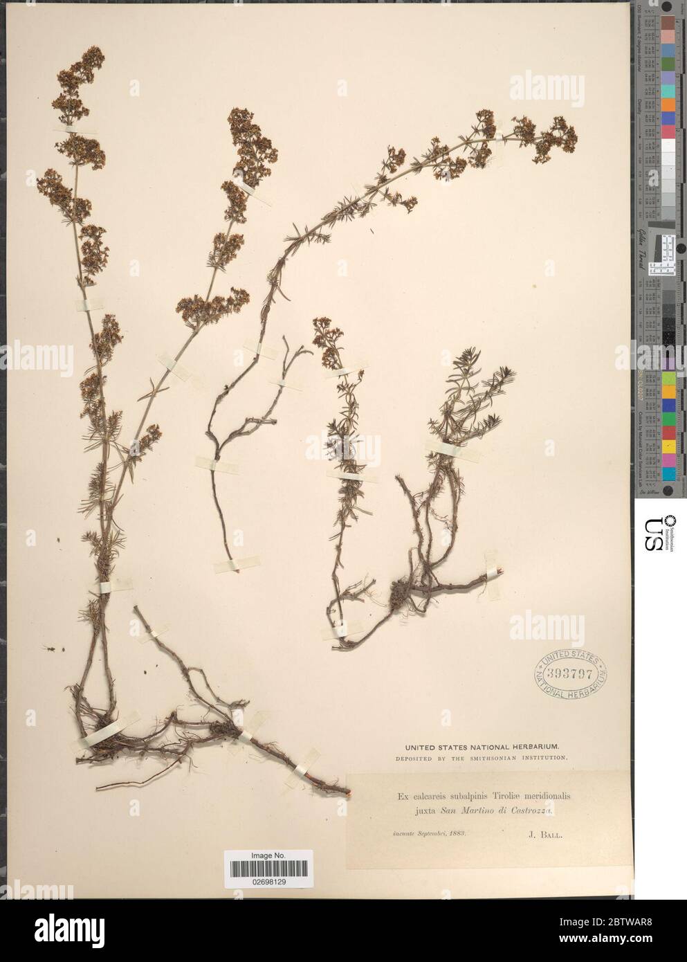 Galium sp Banque de photographies et d’images à haute résolution - Alamy