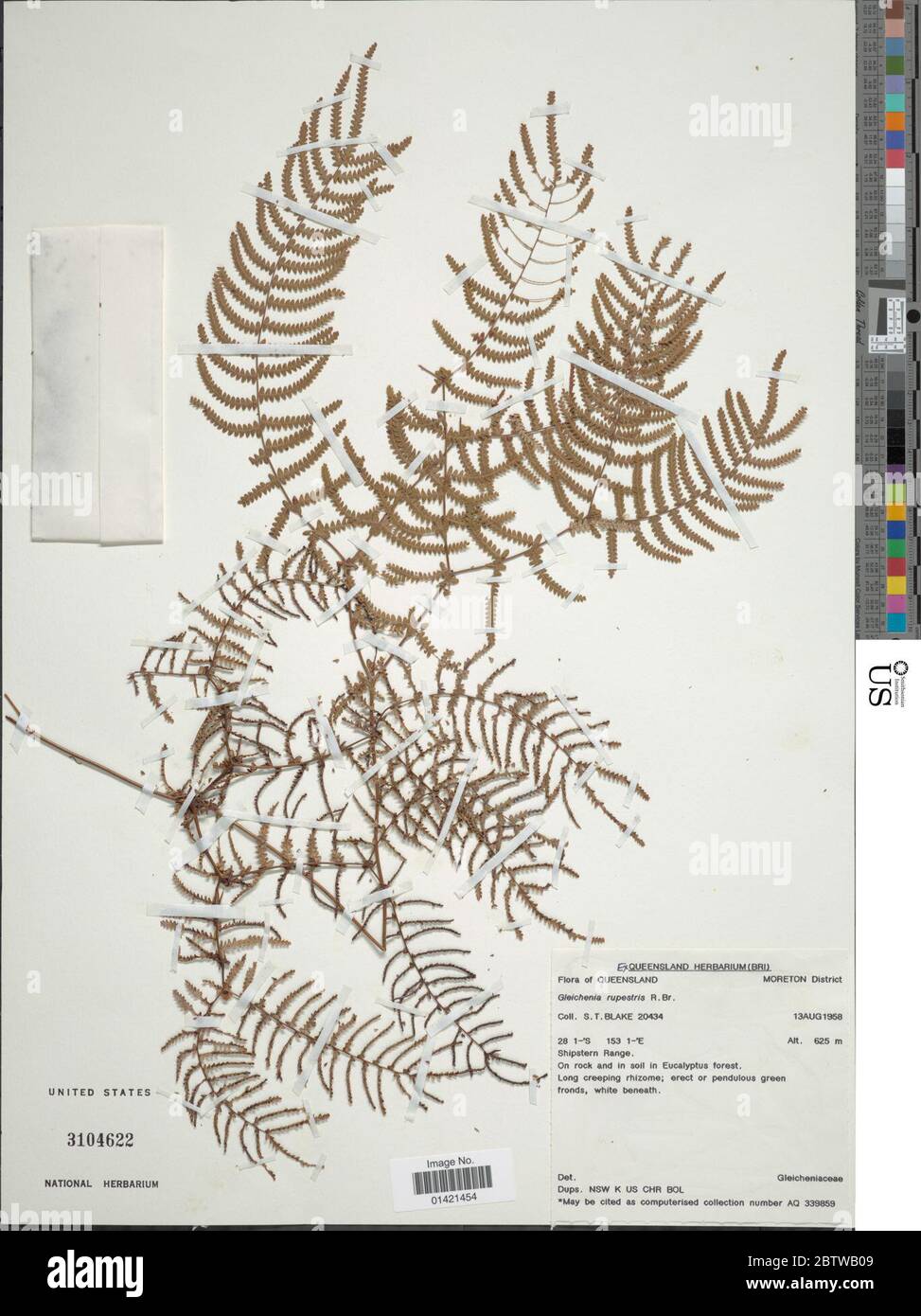 Gleichenia Banque de photographies et d’images à haute résolution - Alamy