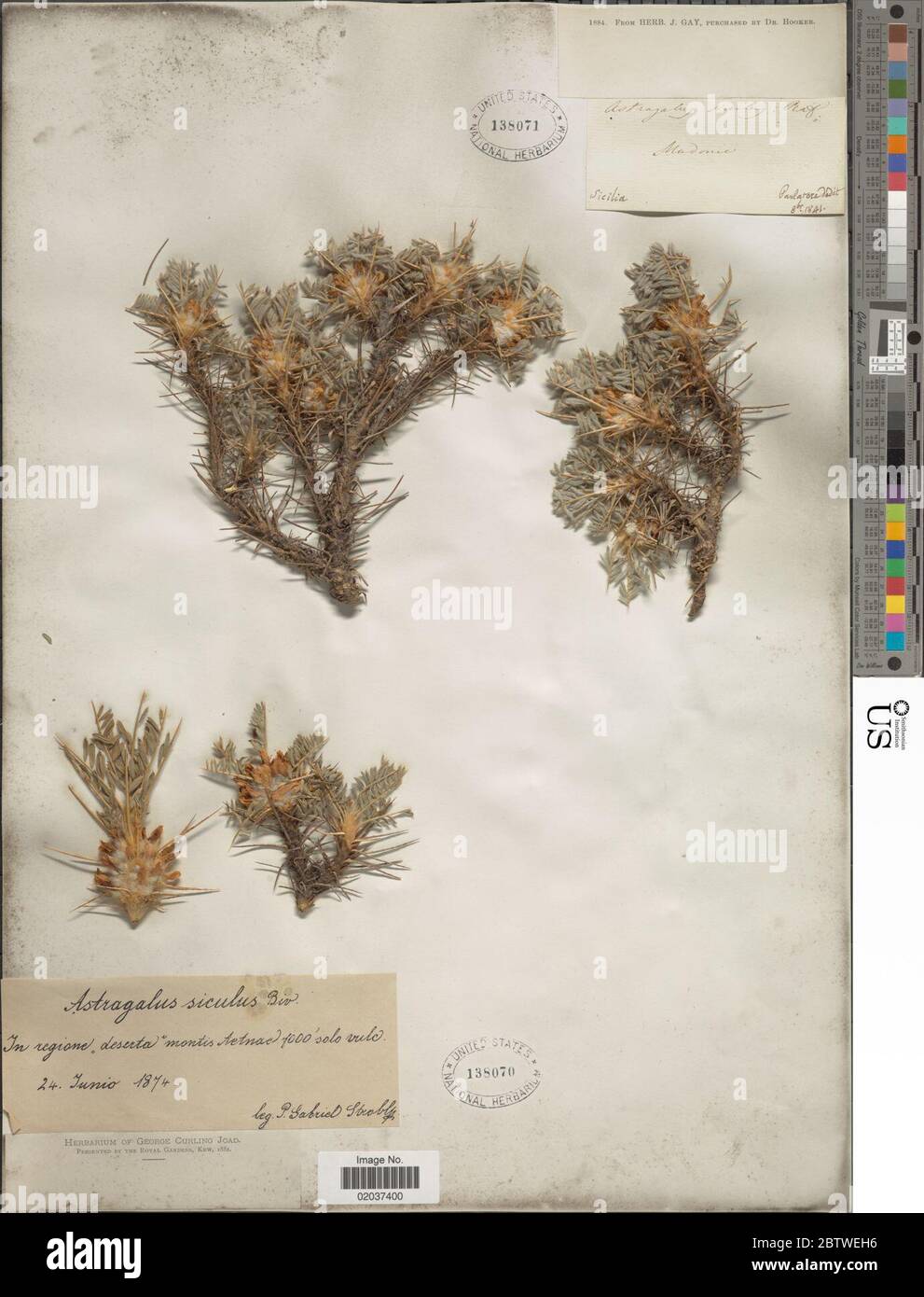 Astragalus siculus Banque de photographies et d’images à haute ...