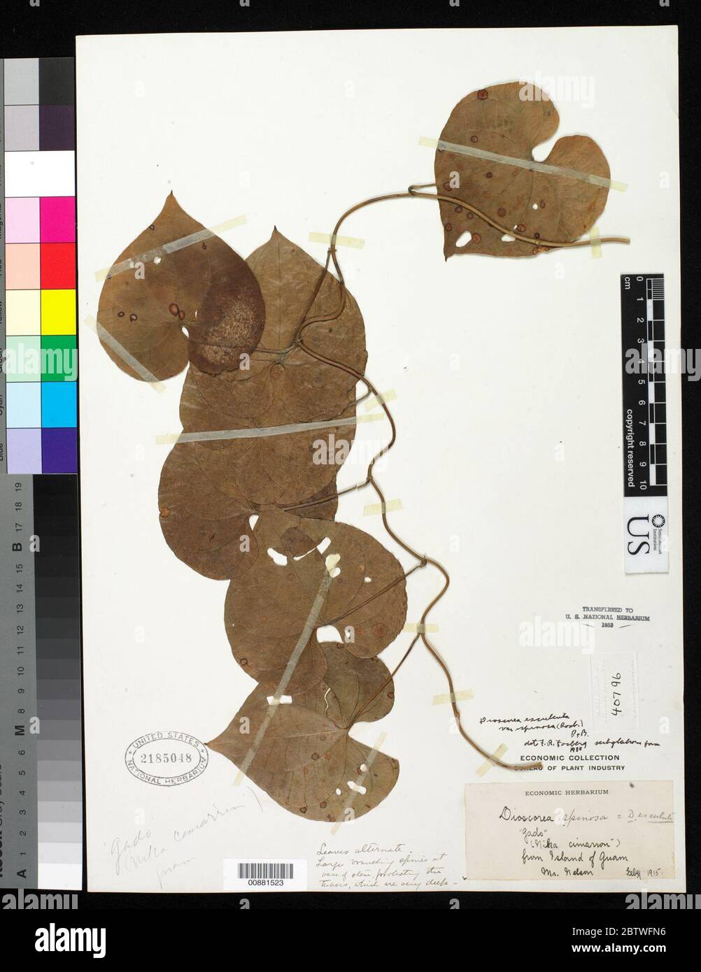 Dioscorea esculenta Banque de photographies et d’images à haute ...