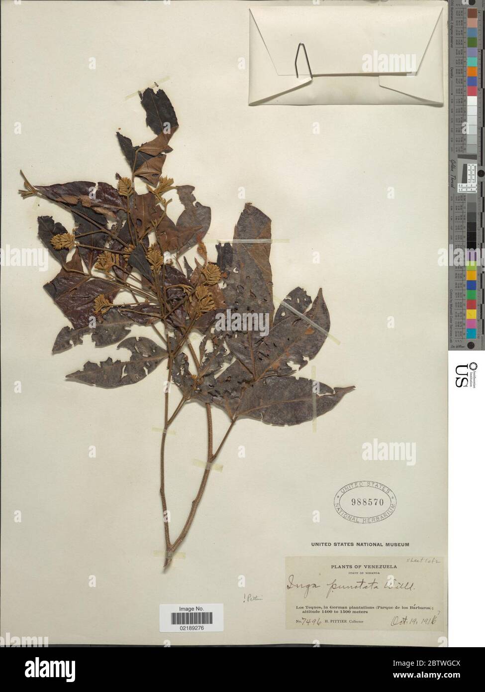 Inga punctata Banque de photographies et d’images à haute résolution ...