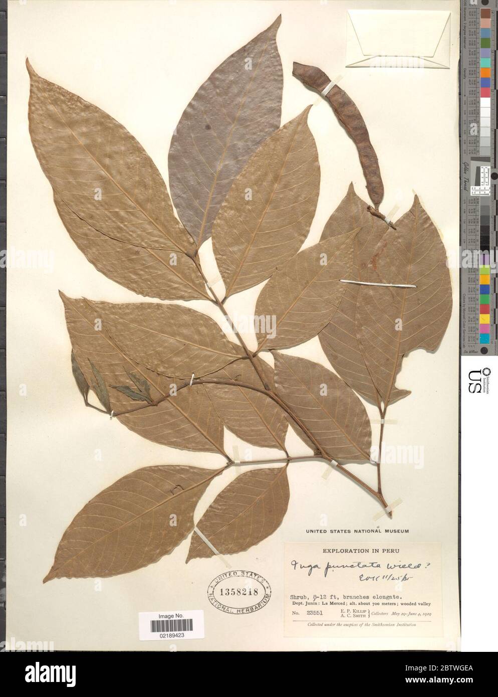 Inga punctata Banque de photographies et d’images à haute résolution ...