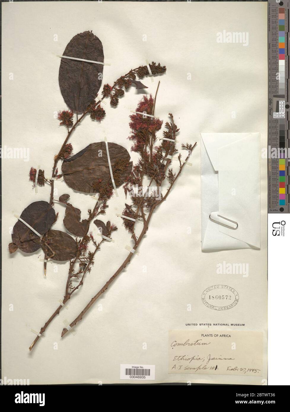 Combretum sp Banque de photographies et d’images à haute résolution - Alamy