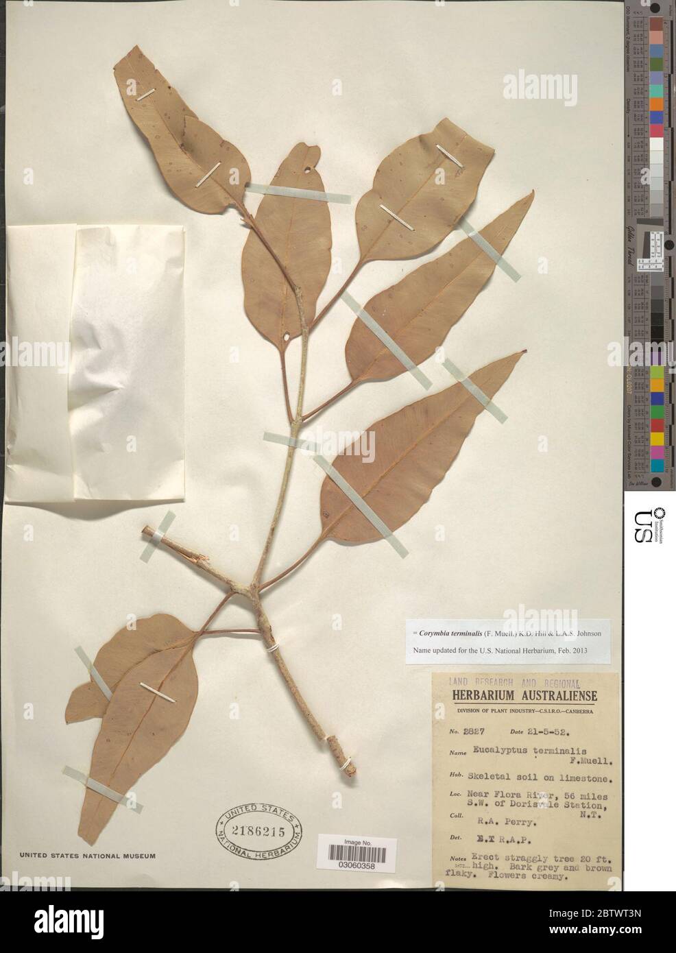 Corymbia Terminalis Banque d'image et photos - Alamy