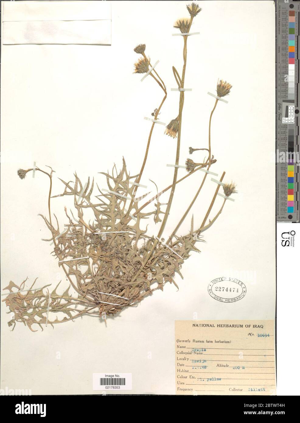 Crepis sp Banque de photographies et d’images à haute résolution - Alamy