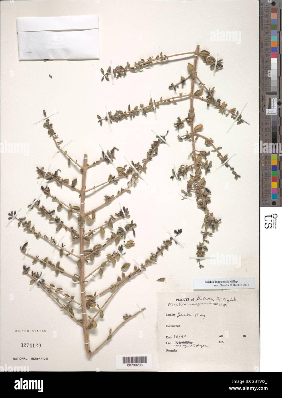 Nashia inaguensis Banque de photographies et d’images à haute ...