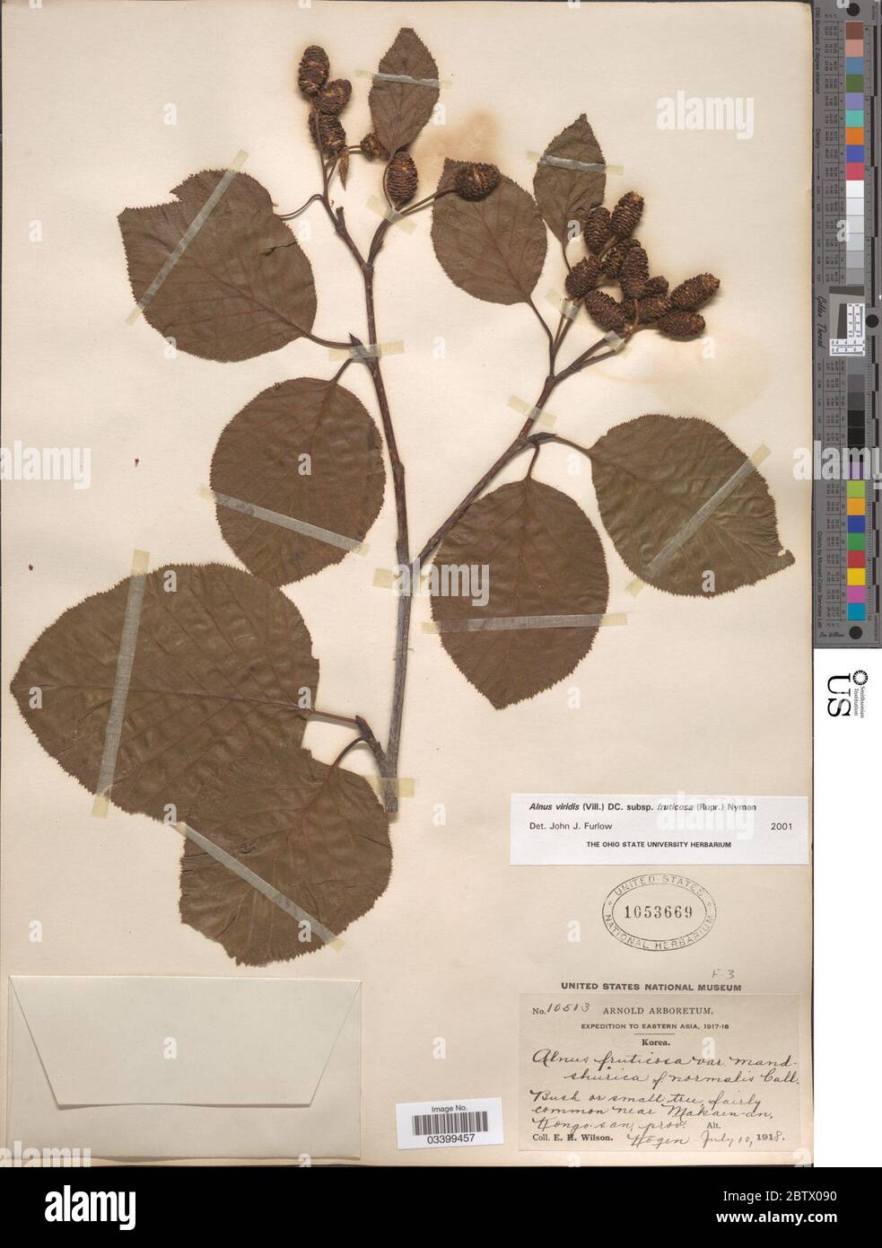 Alnus fruticosa Banque de photographies et d’images à haute résolution ...