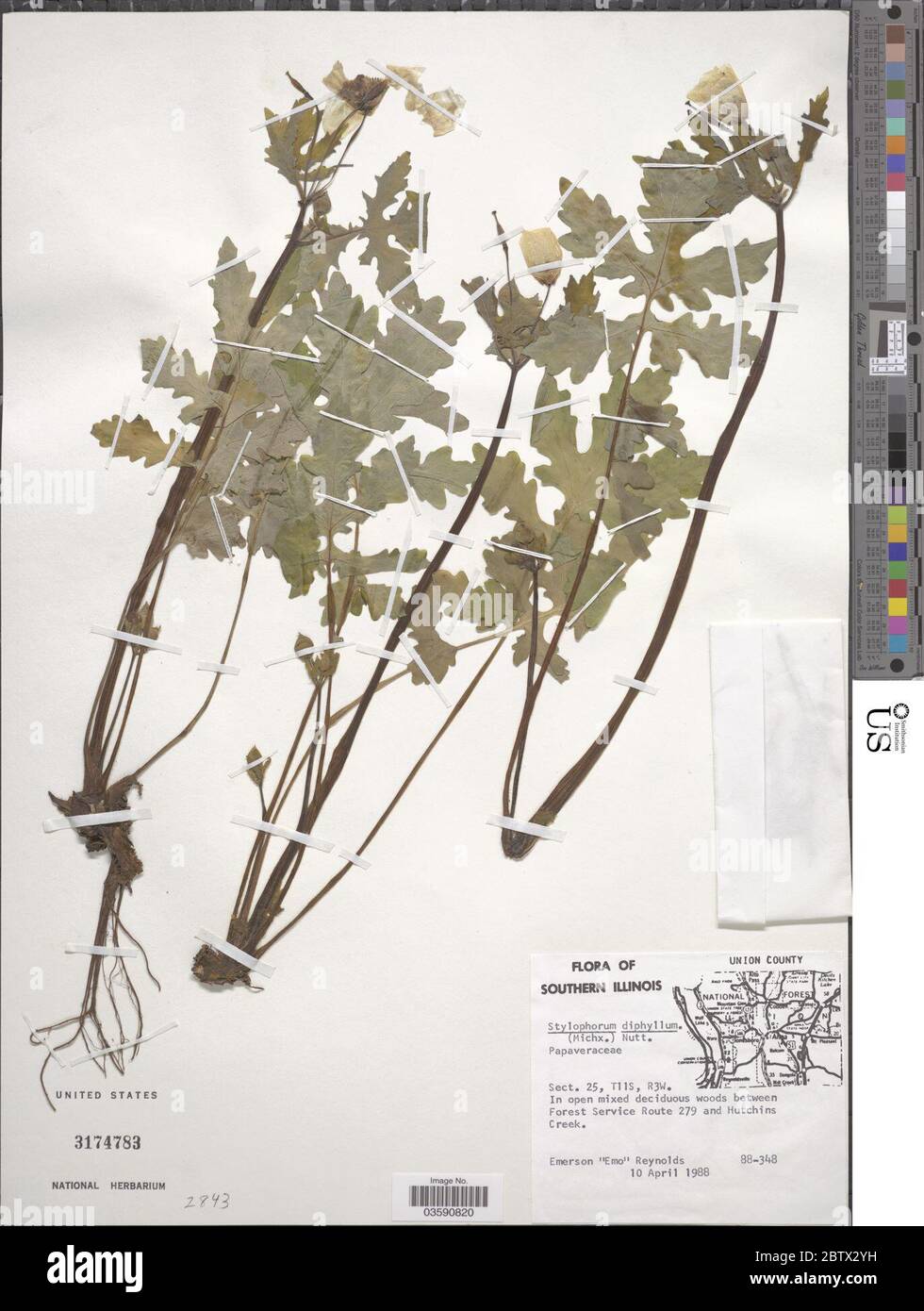 Stylophorum diphyllum Banque de photographies et d’images à haute ...