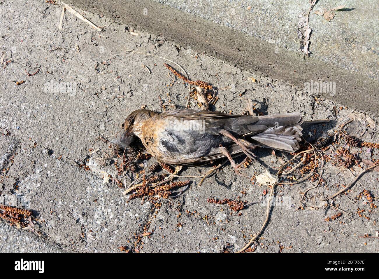 Animal decomposing Banque de photographies et d’images à haute ...