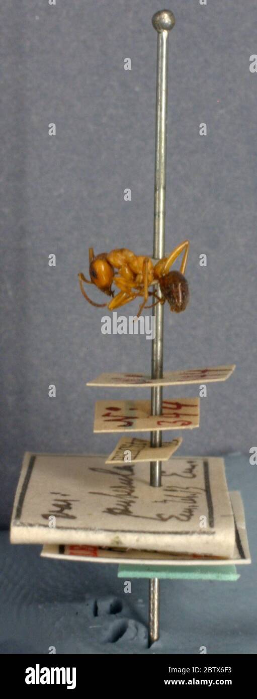 Formica sanguinea Banque de photographies et d’images à haute ...