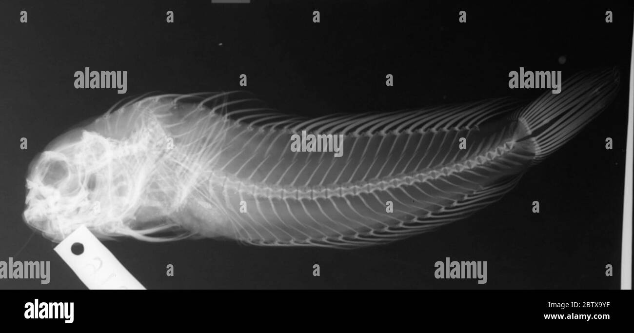 Marine ecosystem food web Banque d'images noir et blanc - Alamy