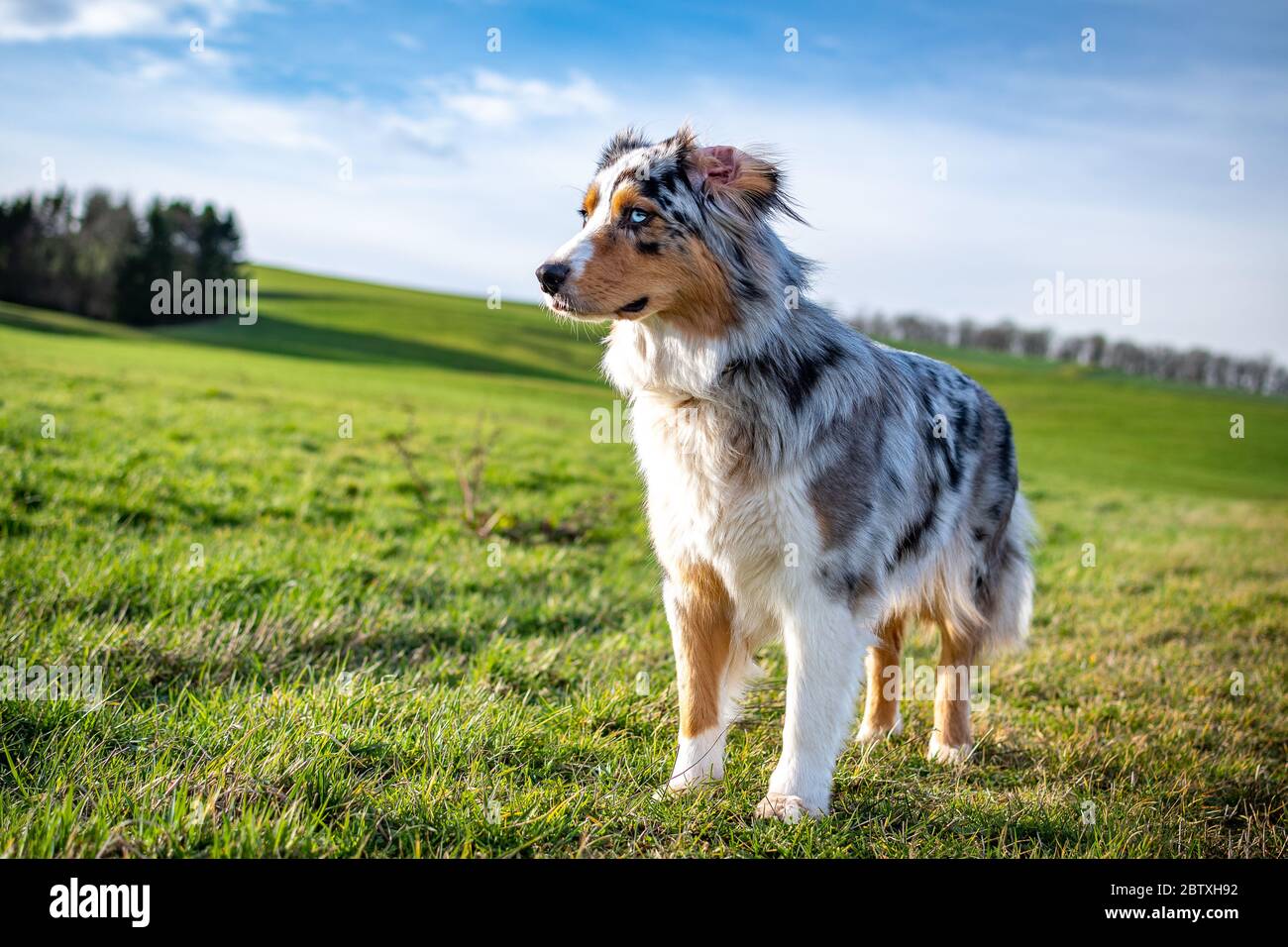 Berger australien merle bleu Banque de photographies et d’images à ...