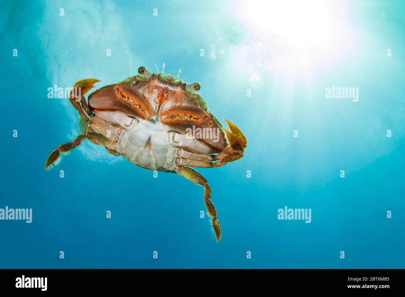 Polybius henslowi Banque de photographies et d’images à haute ...