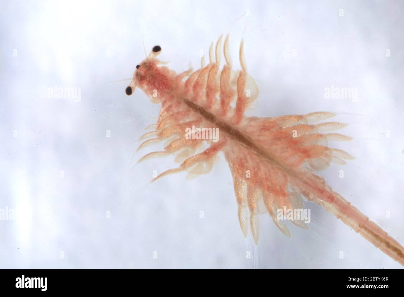 Super macro gros plan de Artemia salina une vieille espèce de 100 ...