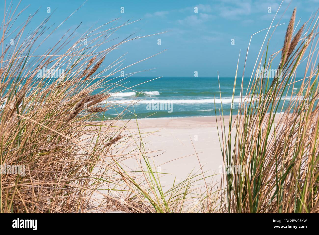 Rivage avec des roseaux Banque de photographies et d’images à haute résolution - Alamy