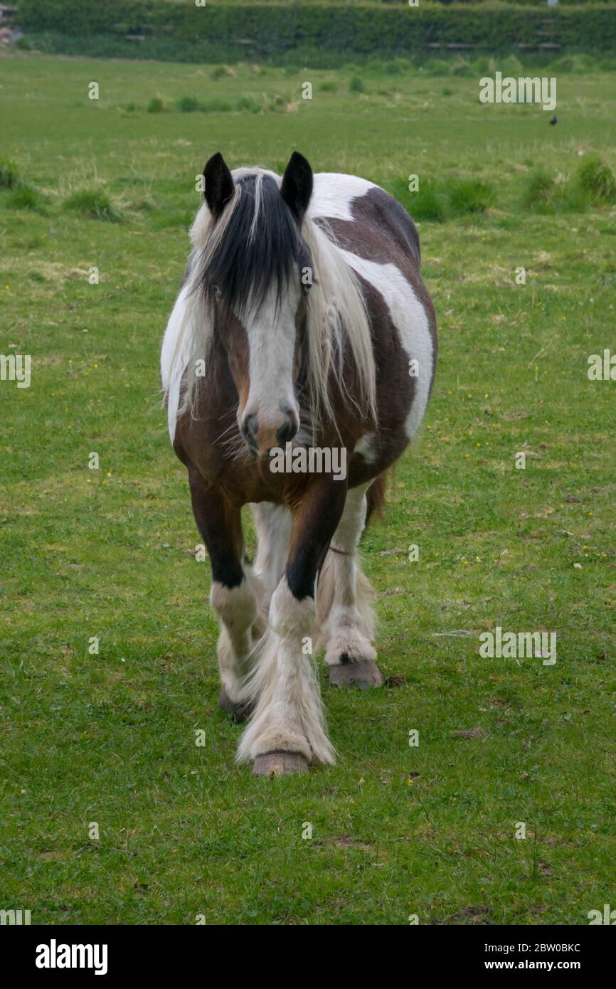 Cheval pinto marron et blanc Banque de photographies et d’images à ...