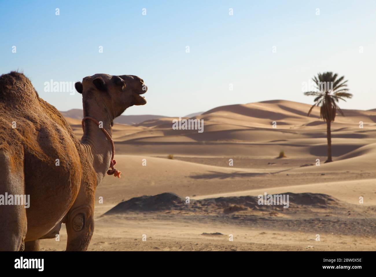 Chameau sahara desert Banque de photographies et d’images à haute ...