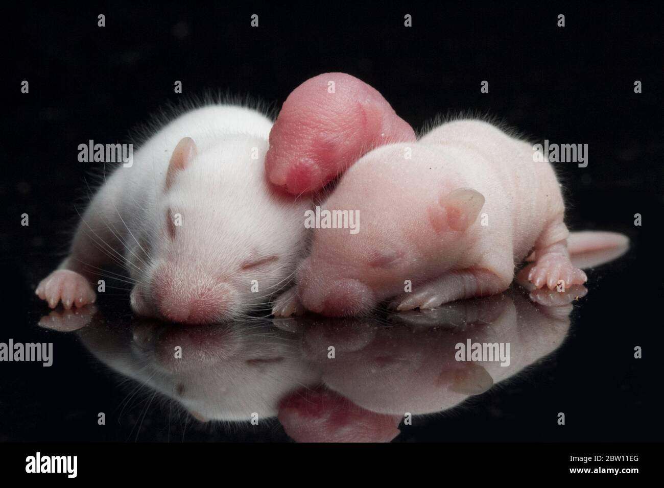 Rat baby Banque de photographies et d’images à haute résolution - Alamy