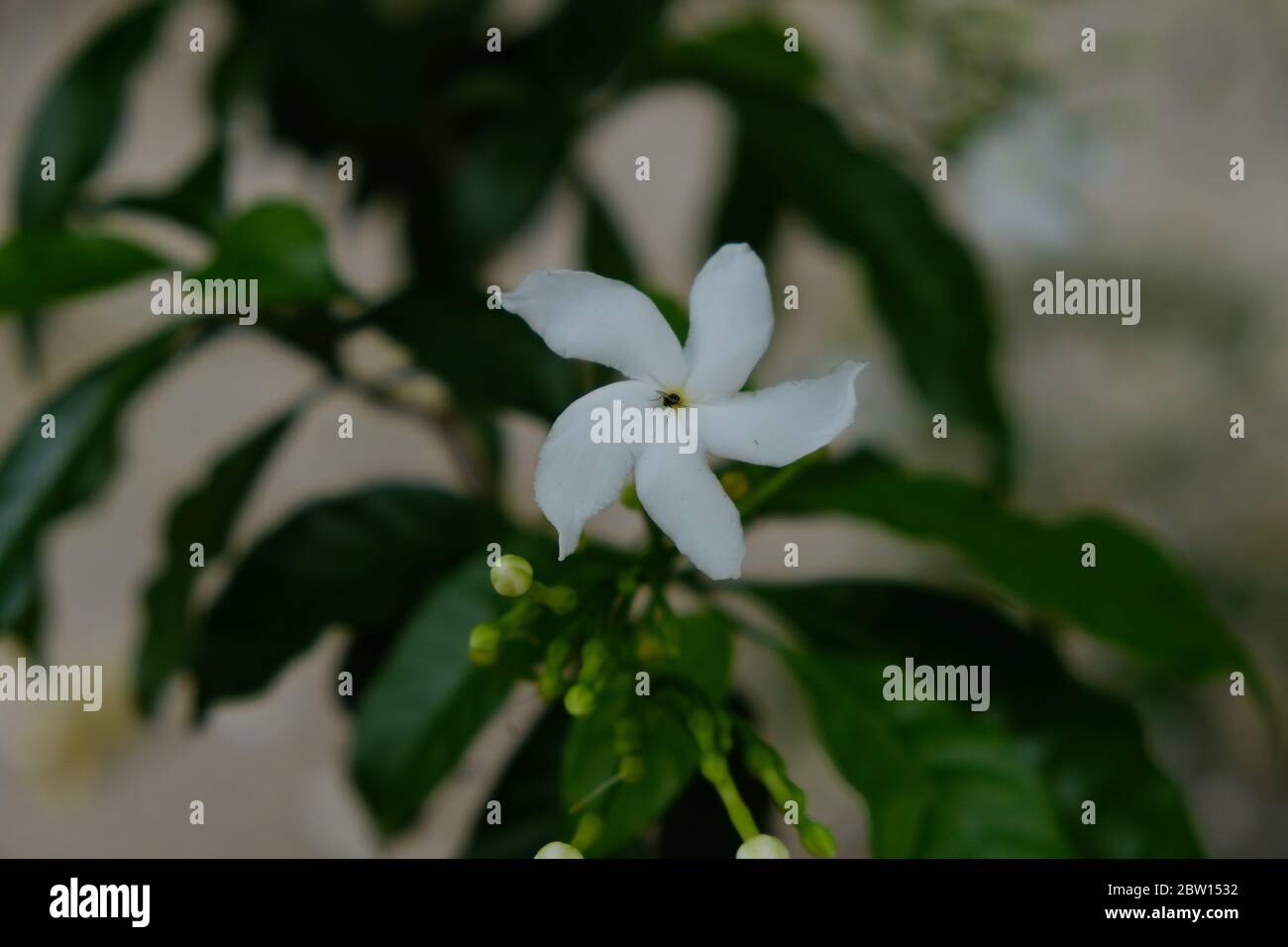 Jasmine jasminum officinale Banque de photographies et d’images à haute ...