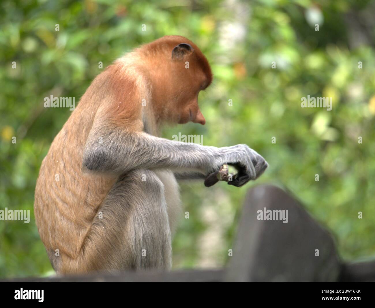 Singes au long nez Banque de photographies et d’images à haute ...
