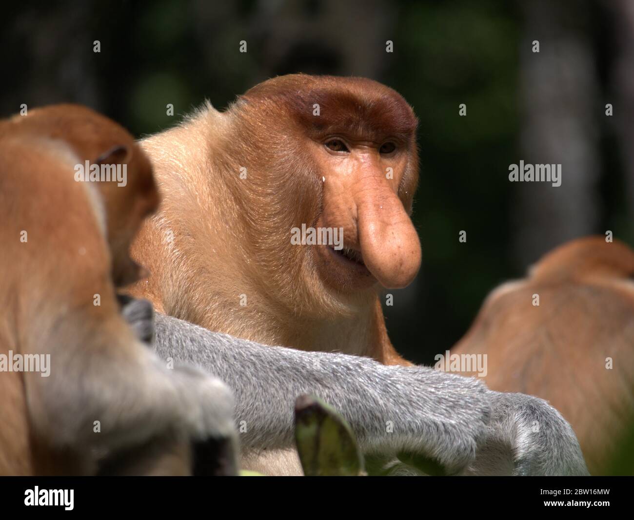 Singe mangeant des bananes Banque de photographies et d’images à haute ...