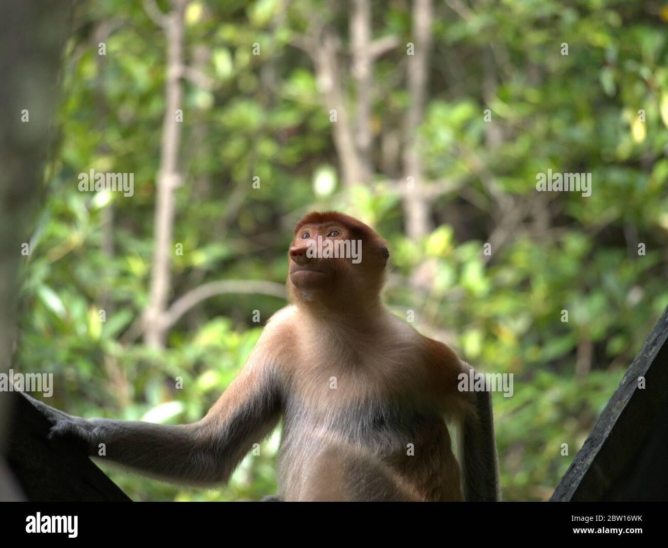 Queue de singe Banque de photographies et d’images à haute résolution ...