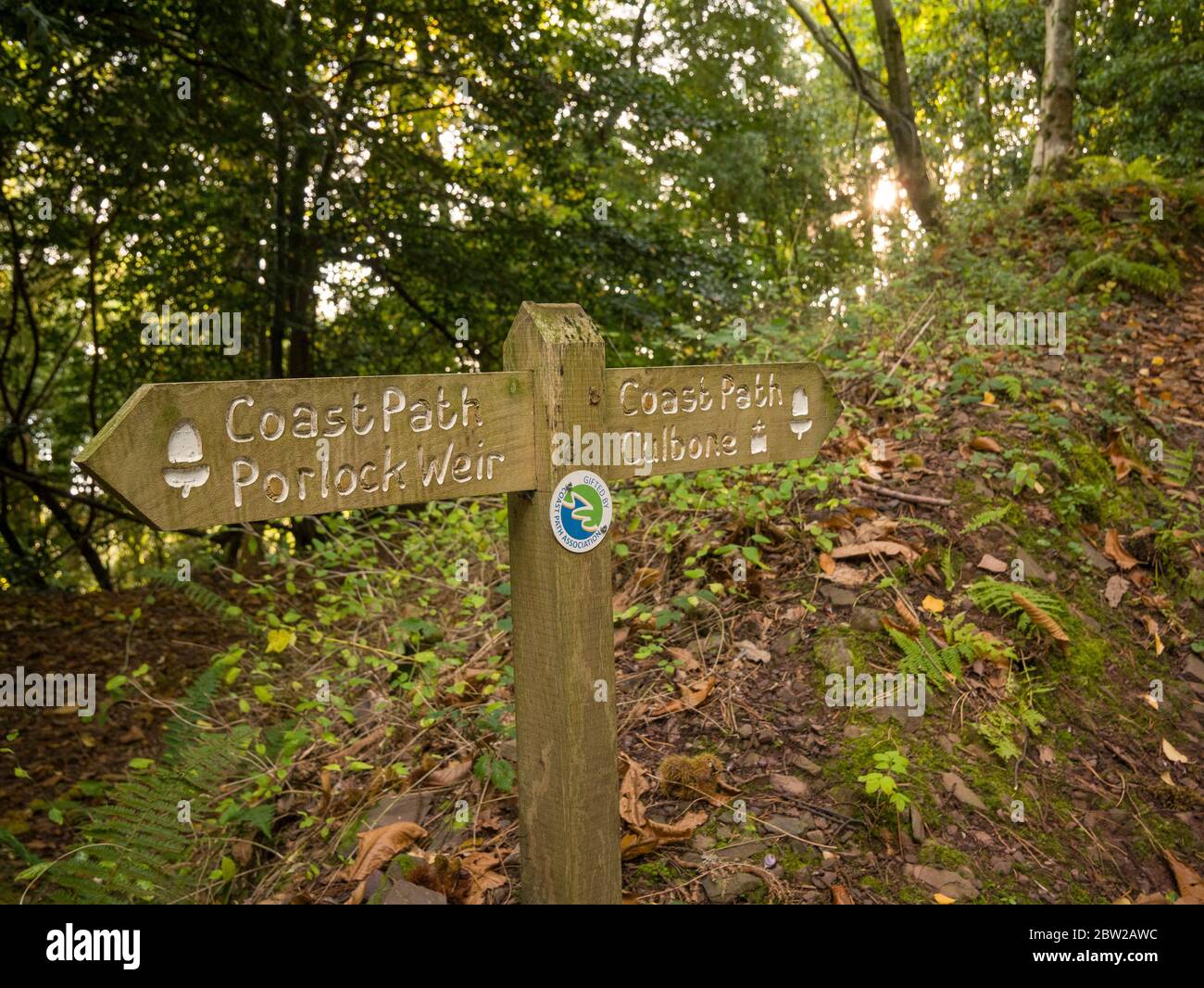 Bois bois arbres en bois Banque de photographies et d’images à haute ...