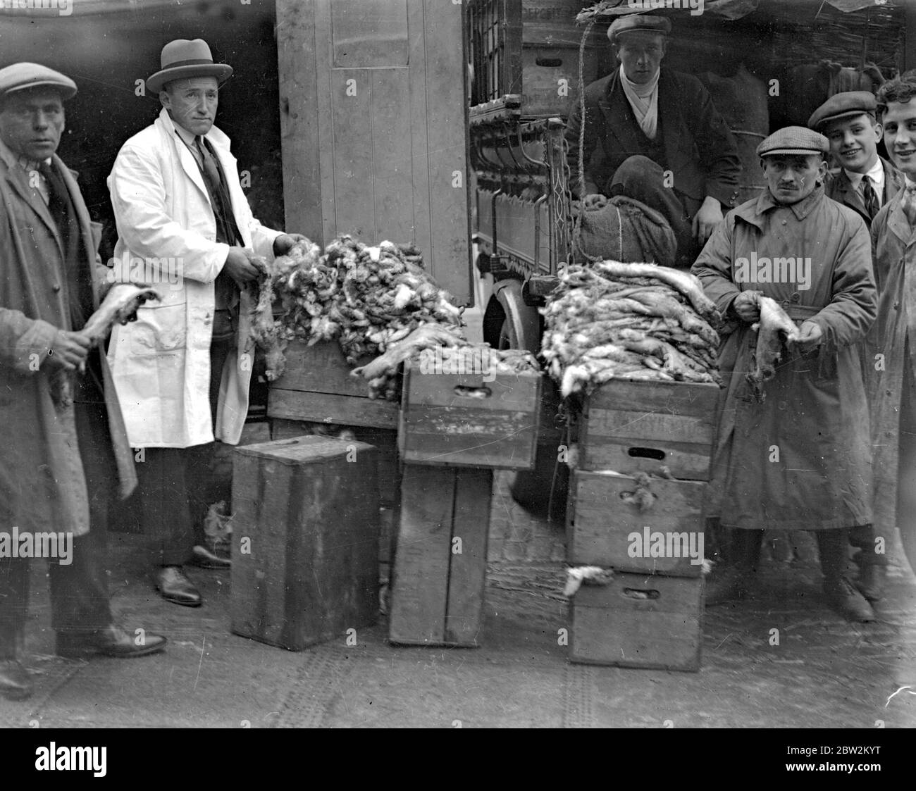 Ecorcher un lapin Banque d'images noir et blanc - Alamy