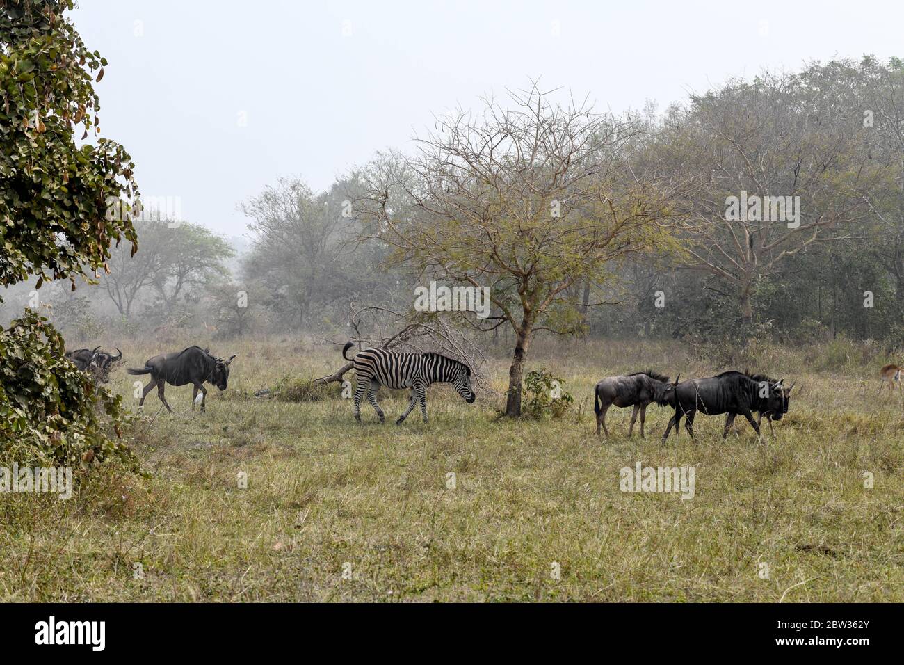 Afrique, Afrique de l'Ouest, Togo, Kara, Sarakawa. Un troupeau de ...