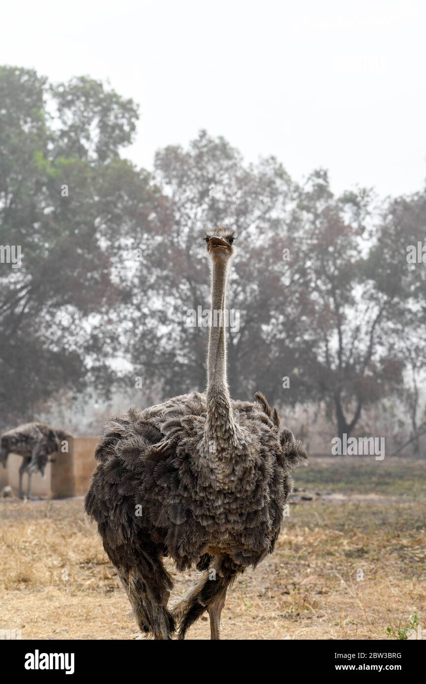 Afrique, Afrique de l'Ouest, Togo, Kara, Sarakawa. Portrait d'un ...