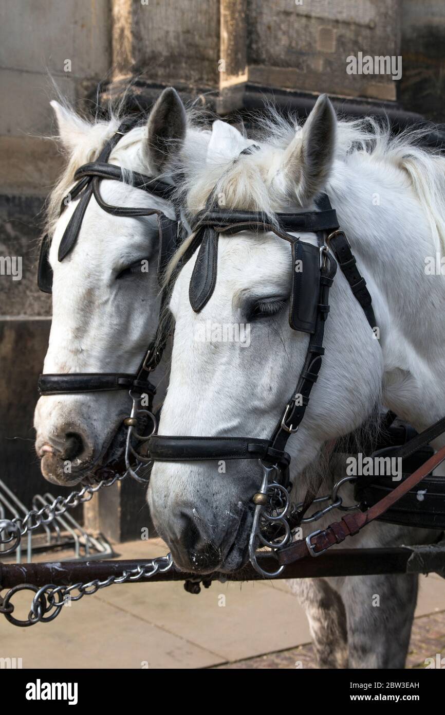 Chevaux mignons Banque de photographies et d’images à haute résolution ...