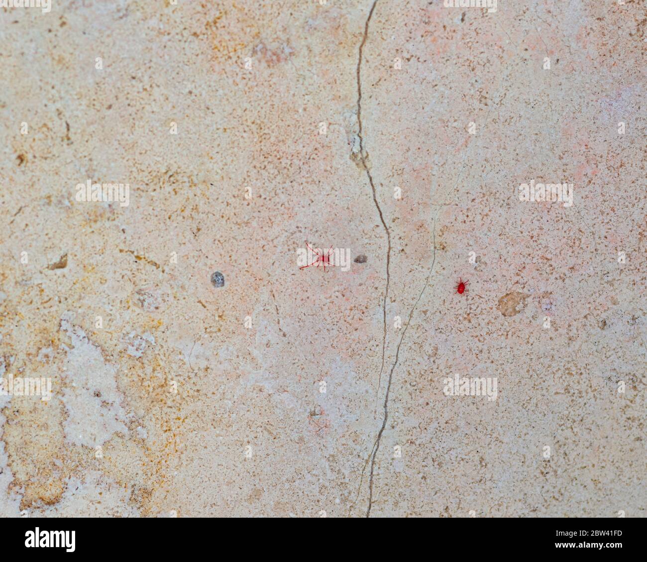 Acarien du sol Banque de photographies et d’images à haute résolution ...