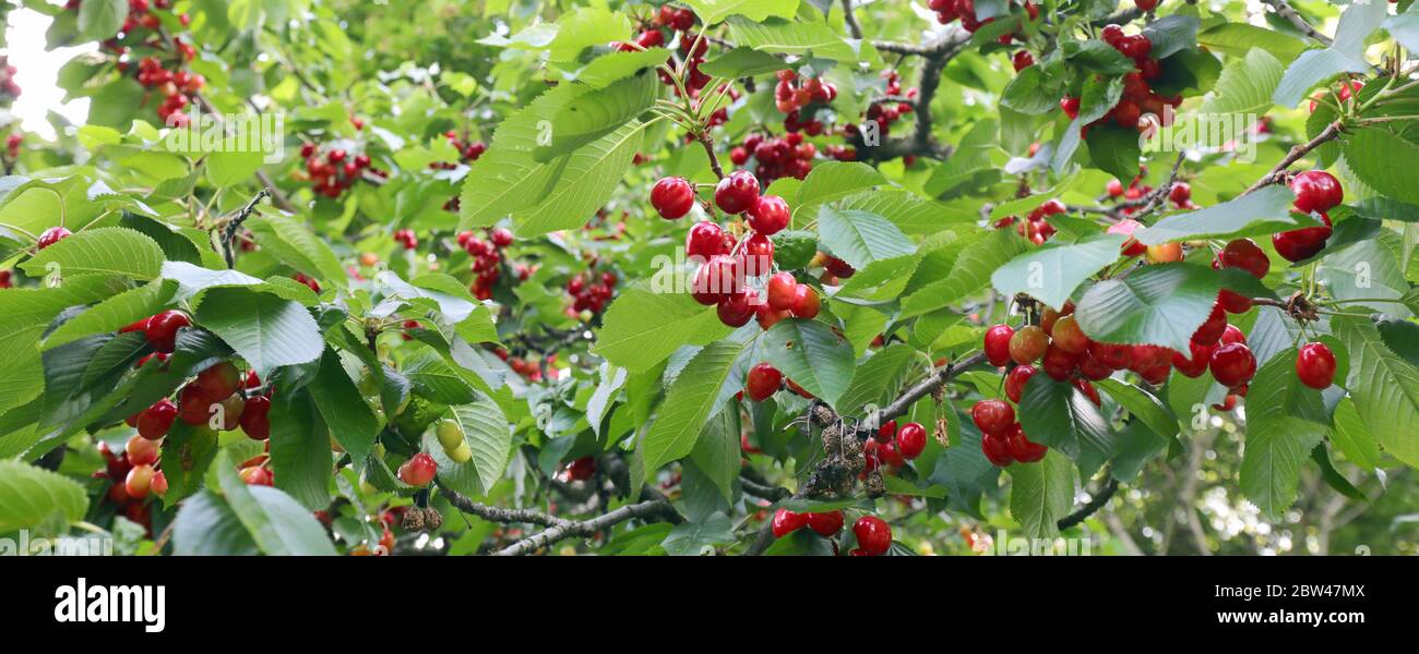 Grandes cerises rouges attachées à la branche de l'arbre de cerisier ...
