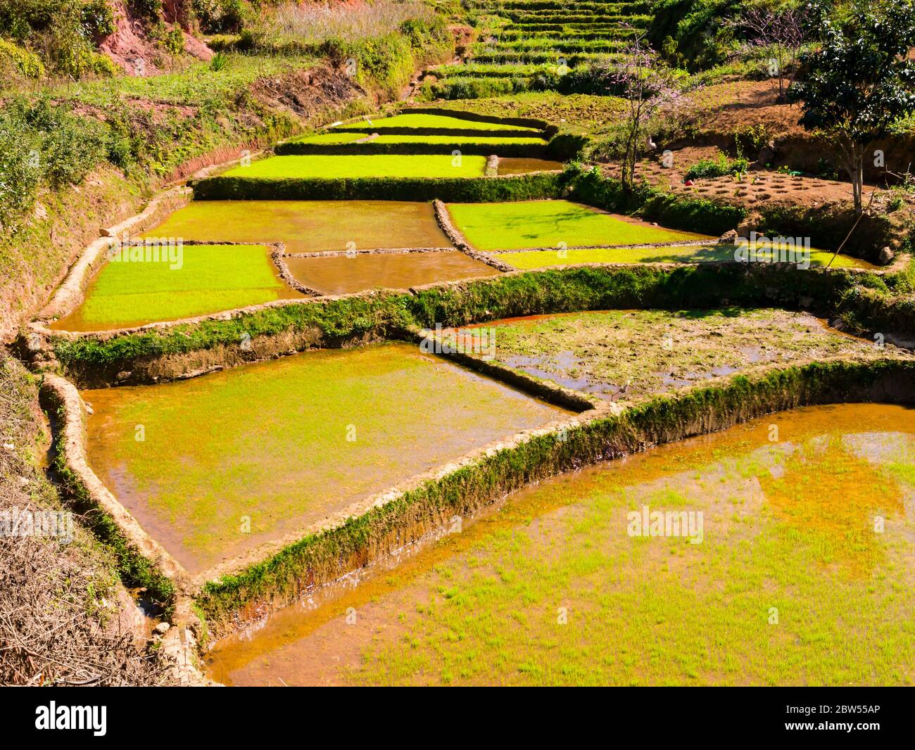 Paysage de rizière madagascar Banque de photographies et d’images à ...