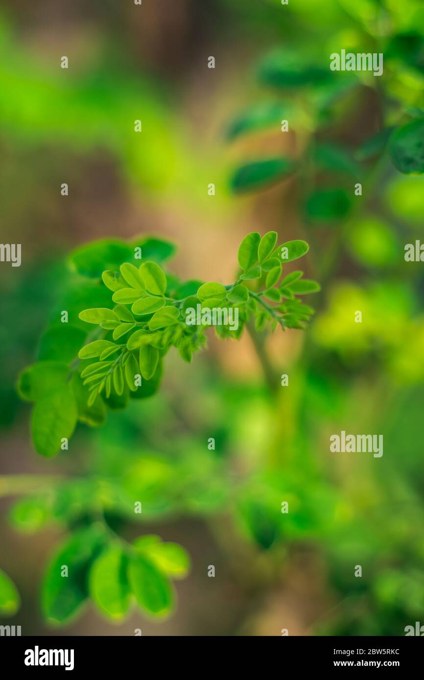 Supports de bras de tambour Feuilles de Moringa / épinards au pilon ...