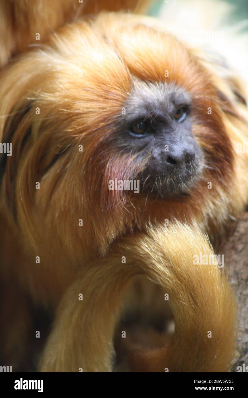 Singe Tamarin Lion Dore Banque d'image et photos - Alamy