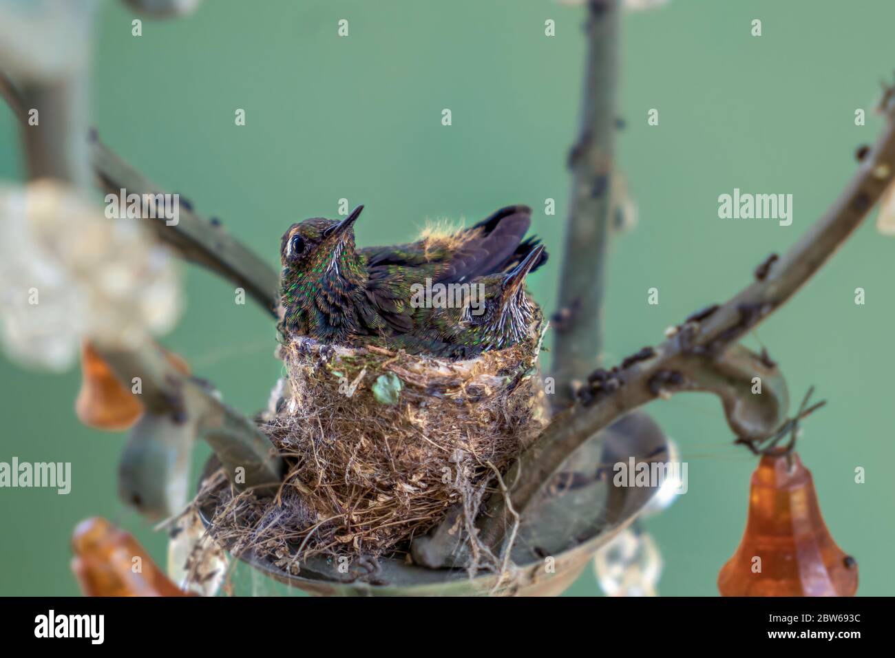 Nid De Colibris Banque d'image et photos - Alamy