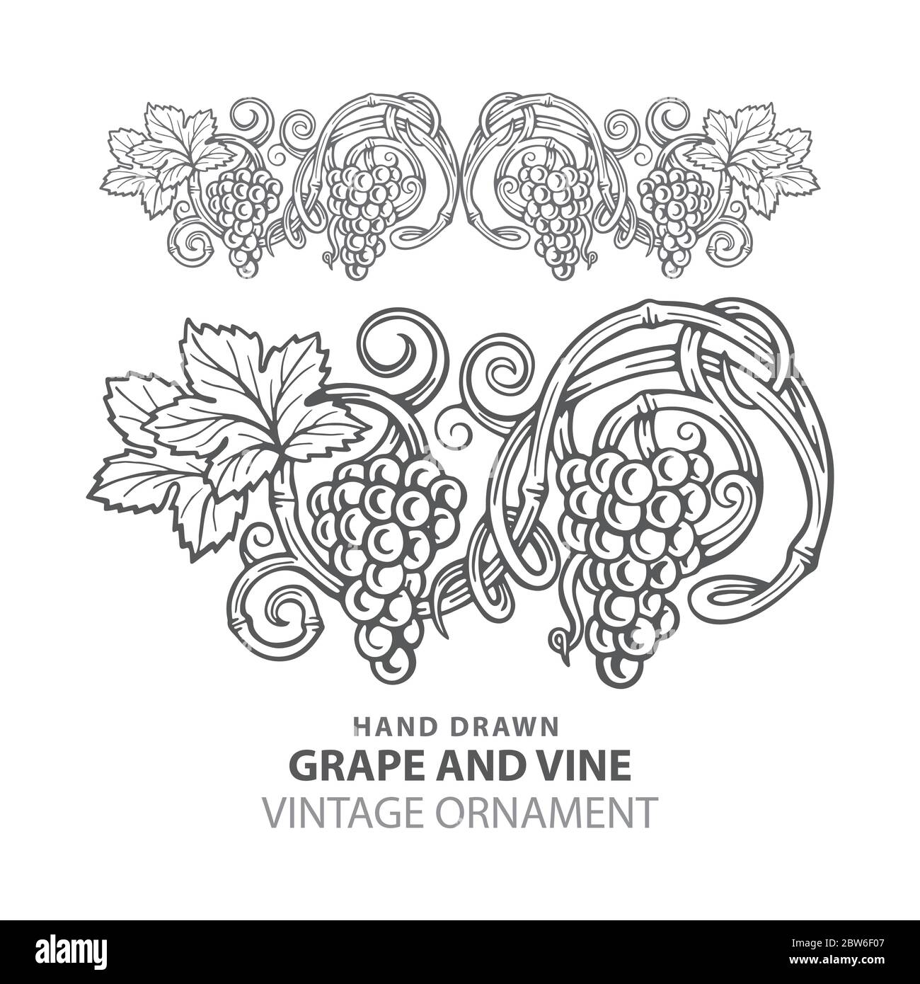 Dessin de grappe de raisin Banque d'images noir et blanc - Page 2 - Alamy