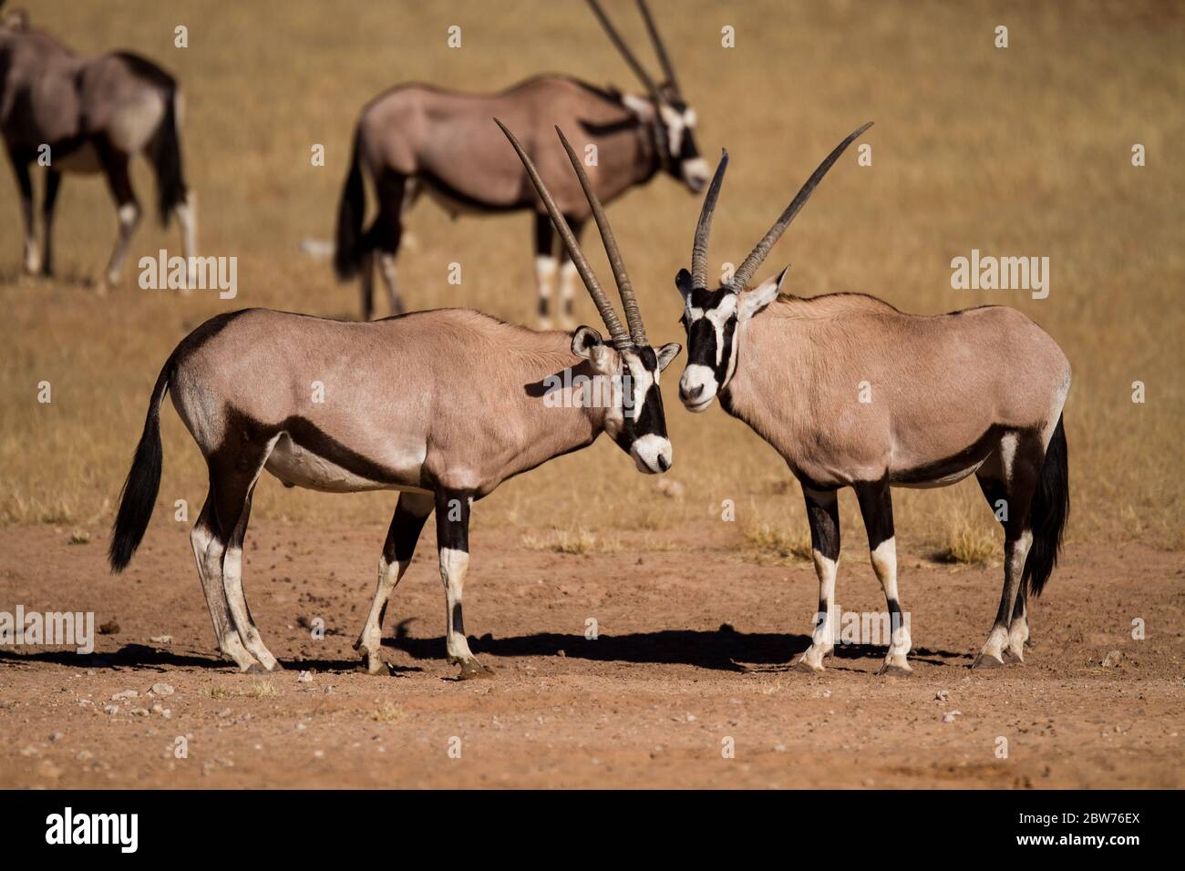 Beisa oryx oryx gazelle beisa Banque de photographies et d’images à ...