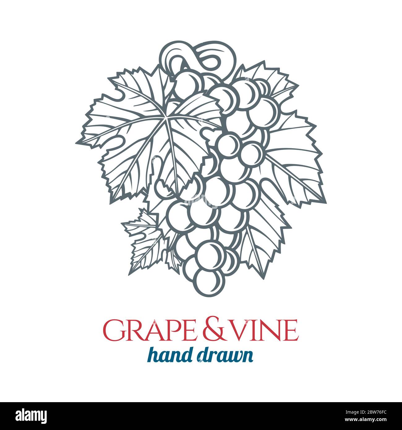 Raisin et vigne. Illustration de style gravure de grappe de raisin ...