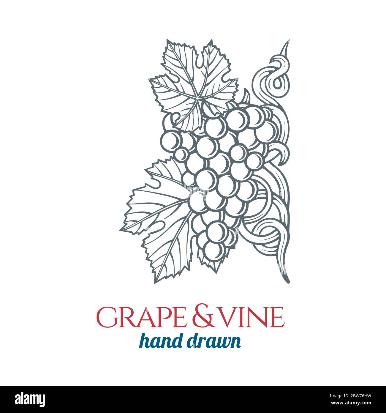 Raisin et vigne. Illustration de style gravure de grappe de raisin ...