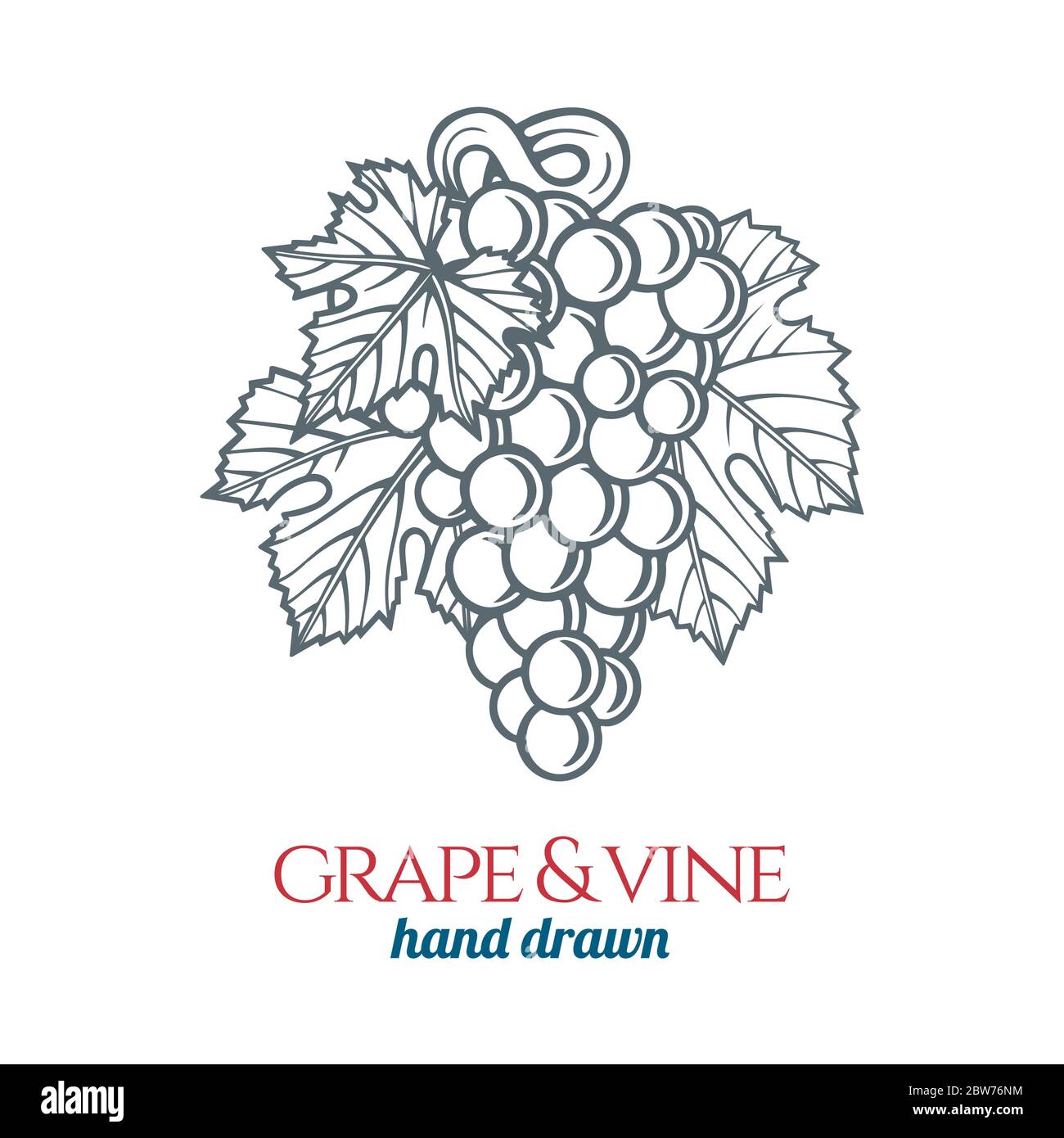 Raisin et vigne. Illustration de style gravure de grappe de raisin ...