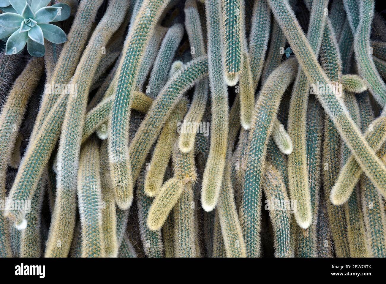 Queue de rat Banque de photographies et d’images à haute résolution - Alamy